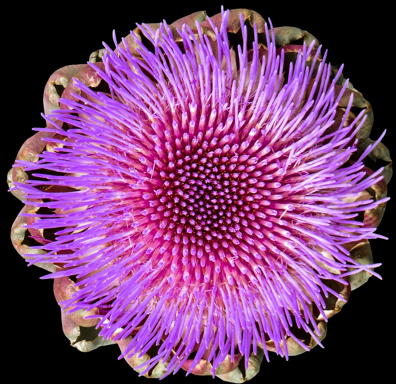 Alcachofa Flor Florecer - Foto gratis en Pixabay