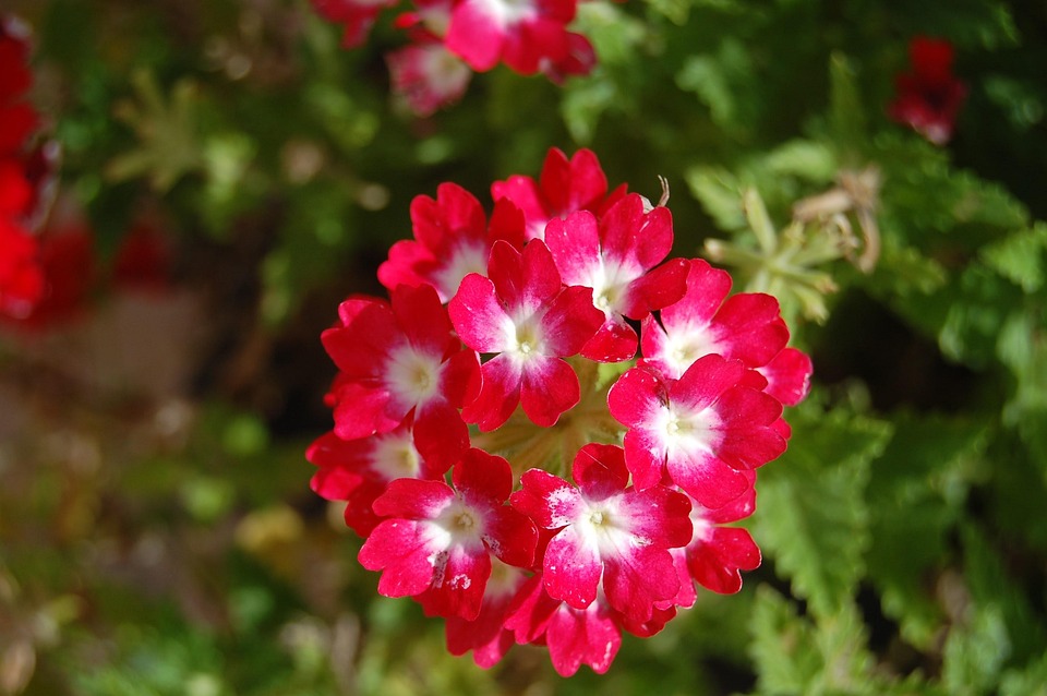 ゼラニウム 花 花束 - Pixabayの無料写真 - Pixabay