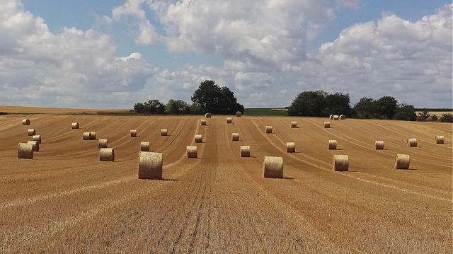 Ernte Feld Landwirtschaft - Kostenloses Foto auf Pixabay
