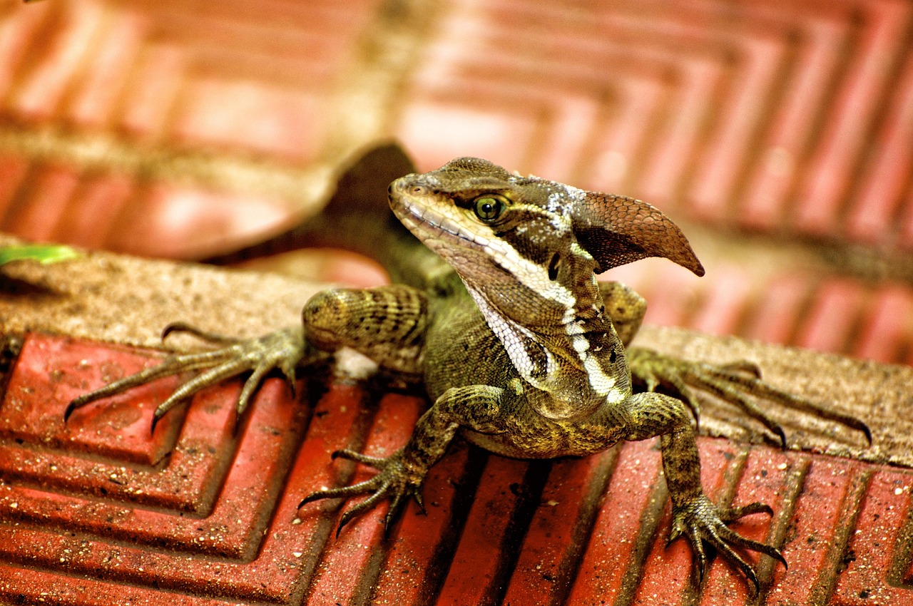 Reptile Lizard Animal - Free photo on Pixabay - Pixabay