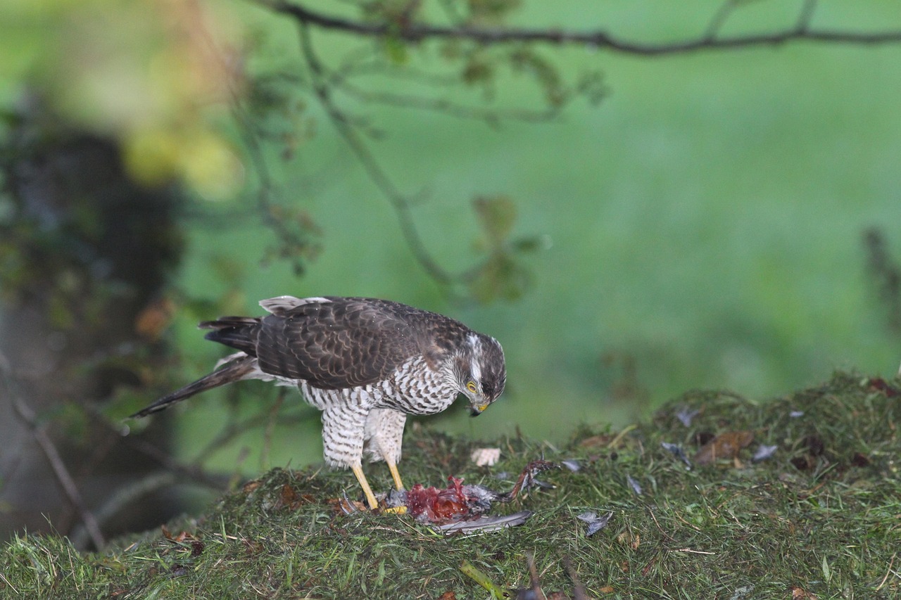 Bird Of Prey Nature Valk - Free photo on Pixabay - Pixabay