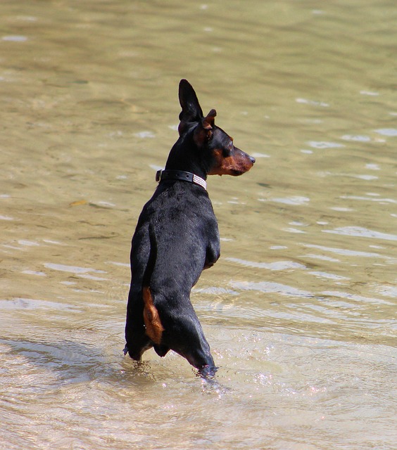Pinscher Nain Striesel Petit Chien - Photo gratuite sur Pixabay - Pixabay
