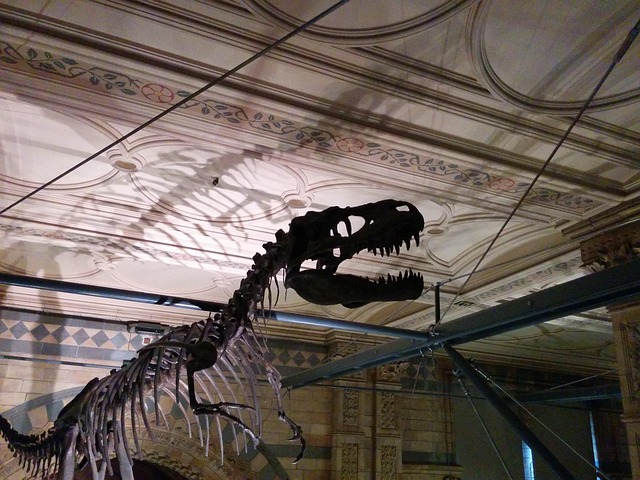 9,000+ Free Dinosaur Profile & Dinosaur Images - Pixabay
