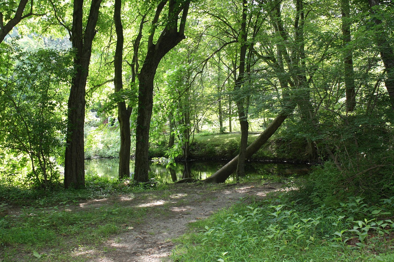Agua Bosque Árbol - Foto gratis en Pixabay - Pixabay
