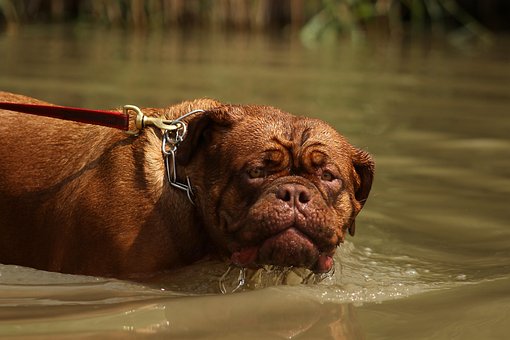 Burgundy Dogue Dog - Free photo on Pixabay
