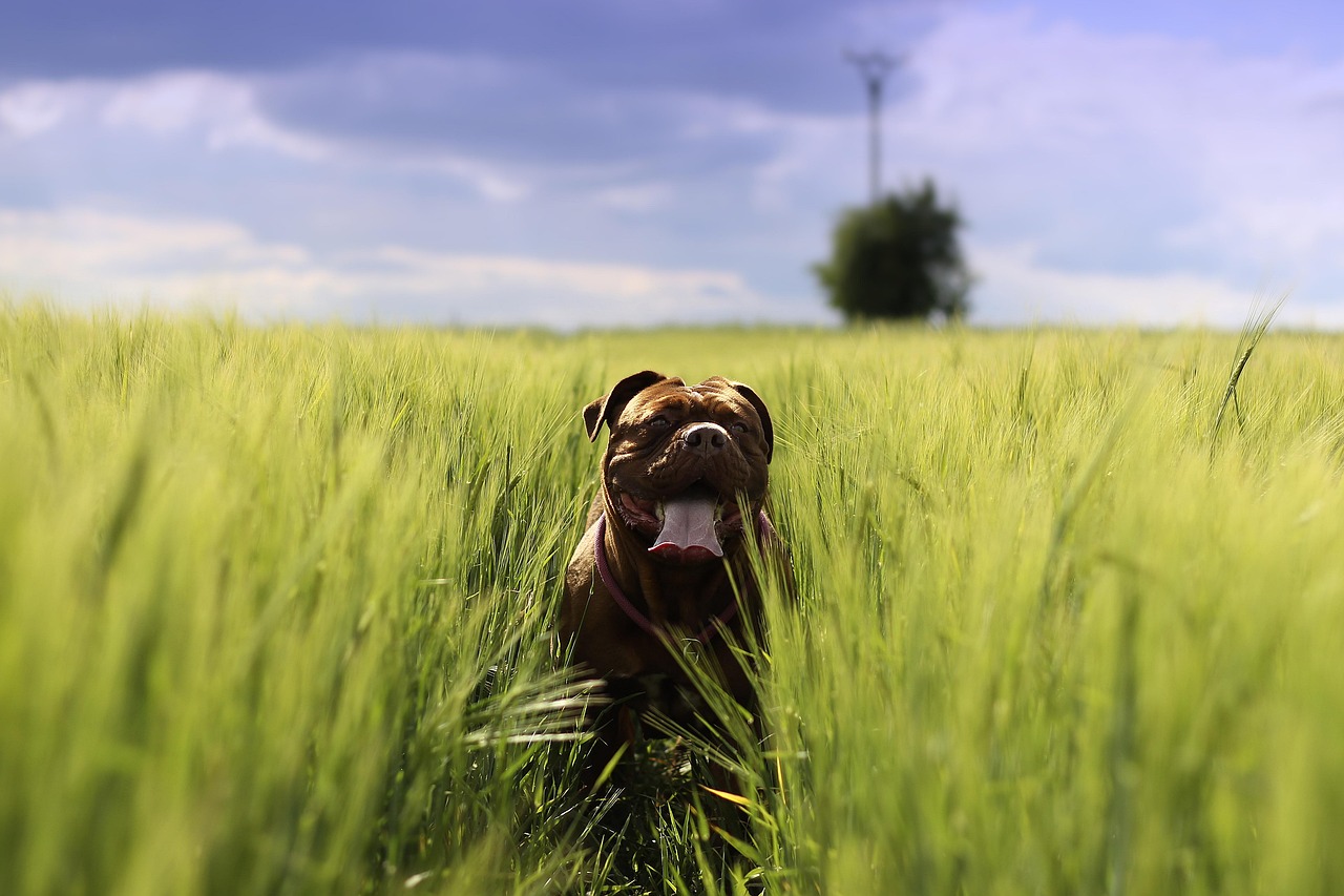Burgundy Mastiff Dog - Free photo on Pixabay - Pixabay