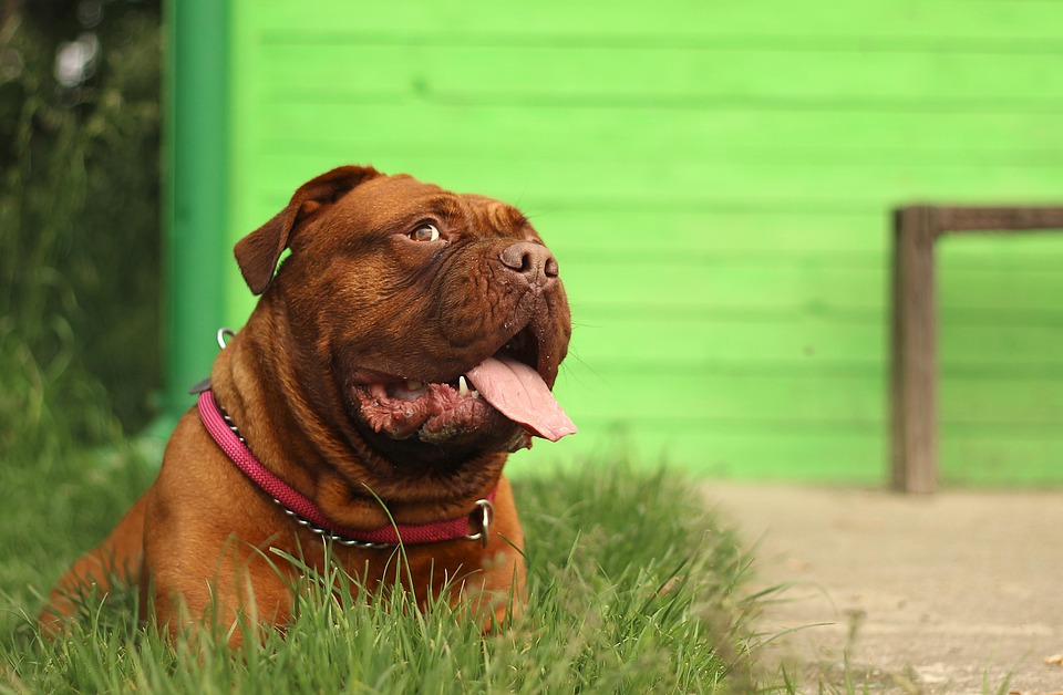 Burgundy Mastiff Dog - Free photo on Pixabay