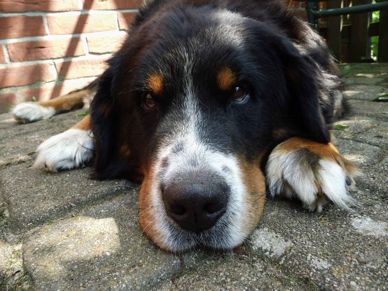 Chien De Berner Sennen Fainéant - Photo gratuite sur Pixabay - Pixabay
