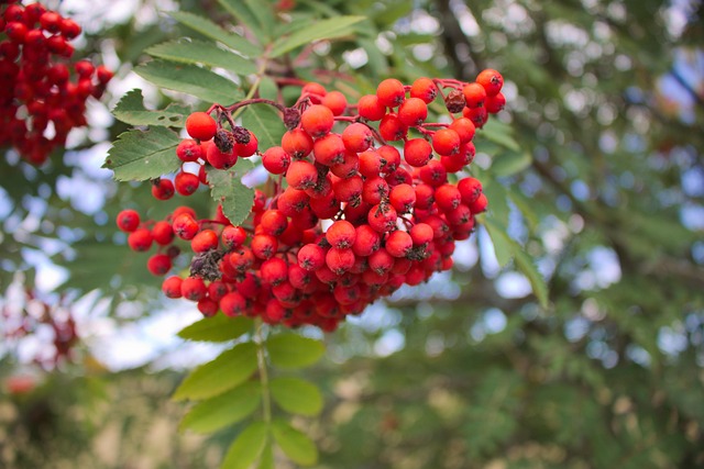 Baga Plantar Árvore - Foto gratuita no Pixabay - Pixabay