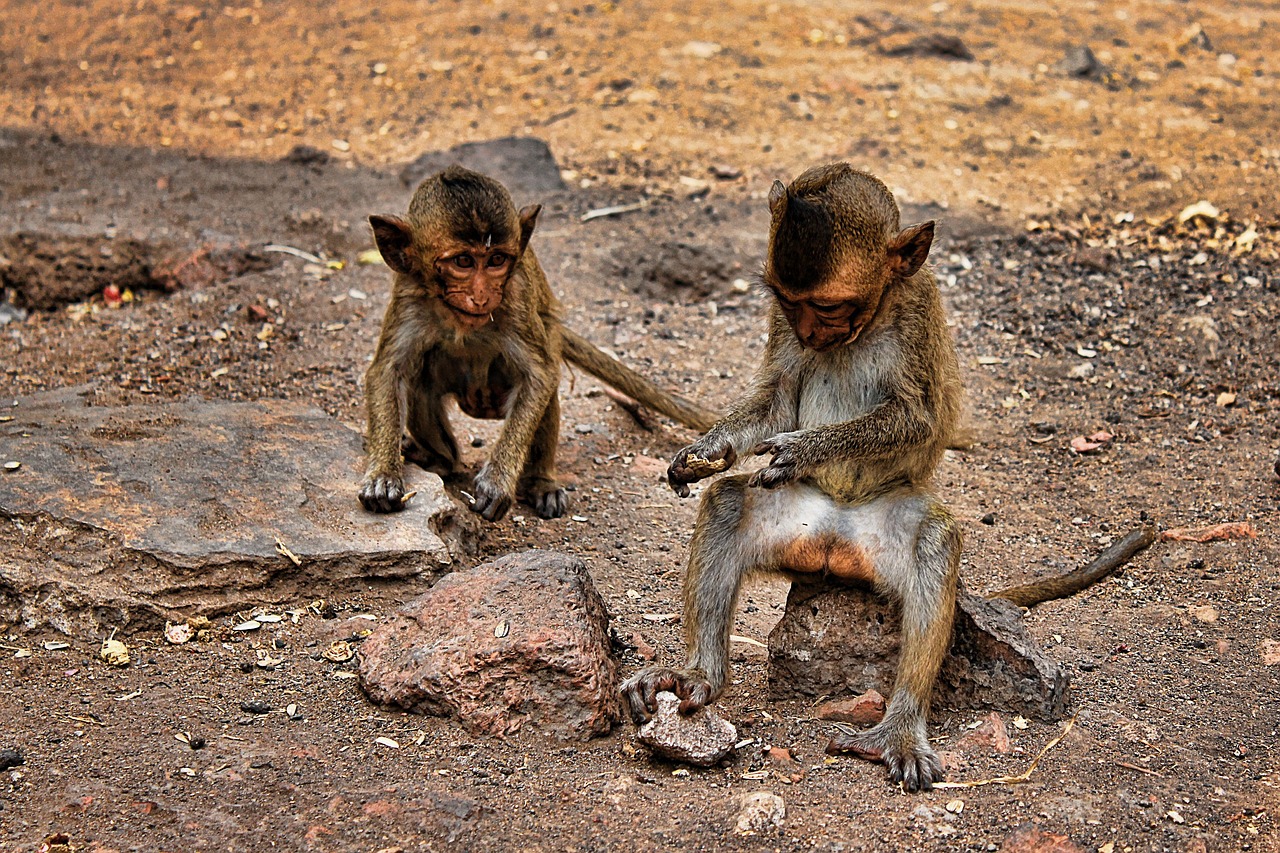 Macacos Tailândia Jovens - Foto gratuita no Pixabay - Pixabay