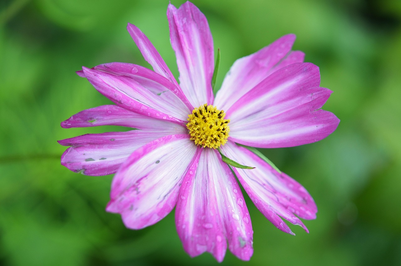 Bunga Mekar Alam Musim - Foto gratis di Pixabay - Pixabay