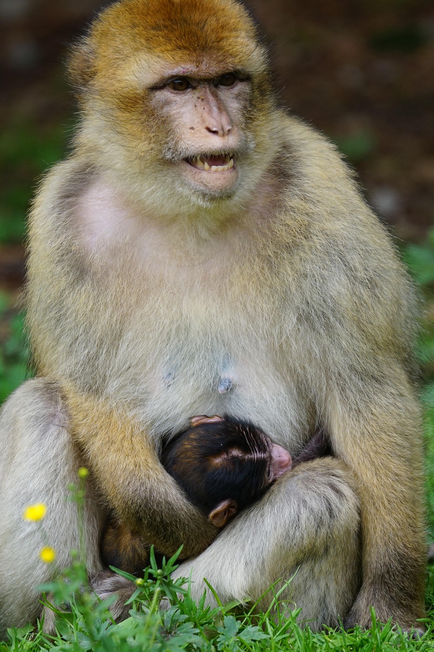 Barbary Macaque Dam Salem - Free photo on Pixabay - Pixabay