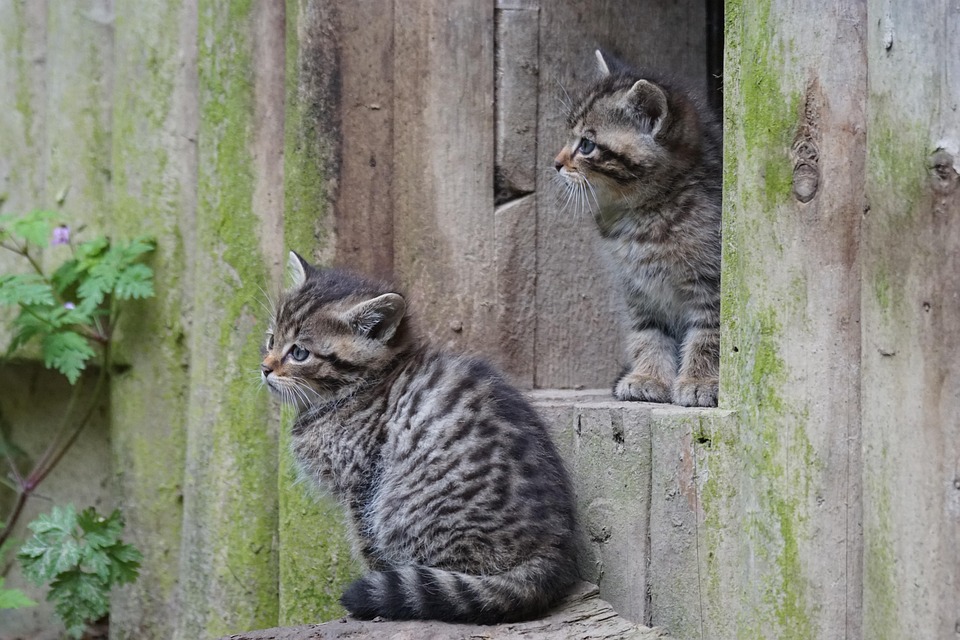 Wildcats Young Animals - Free photo on Pixabay