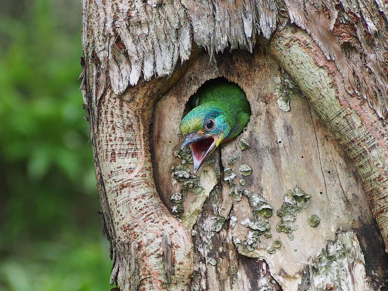 Five-Color Bird Fledgling Flower - Free photo on Pixabay - Pixabay