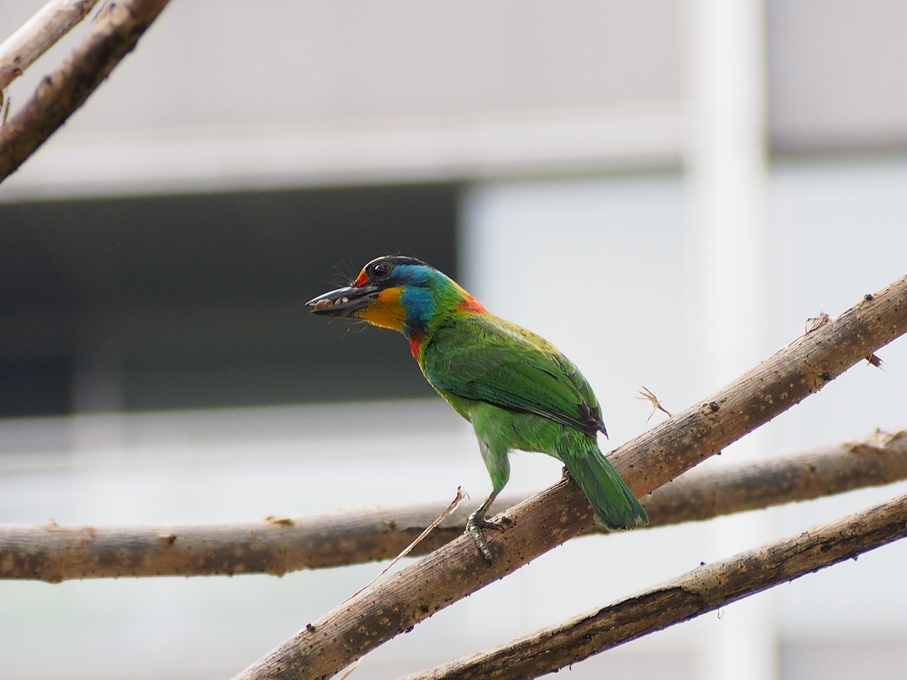 Five-Color Bird Flower Monk Kiss - Free photo on Pixabay - Pixabay