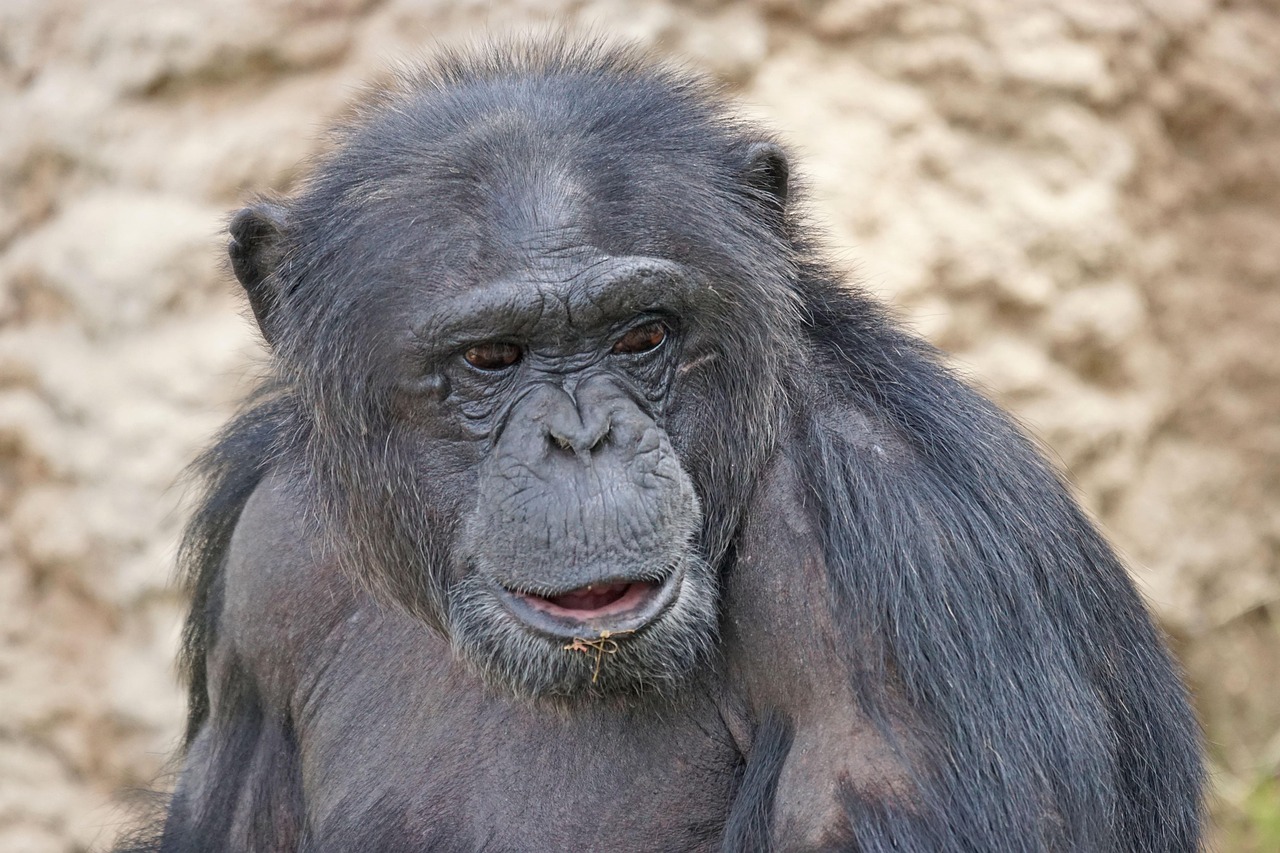 Plus de 400 photos gratuites de Chimpanzé Chimpanzé et de Singe - Pixabay
