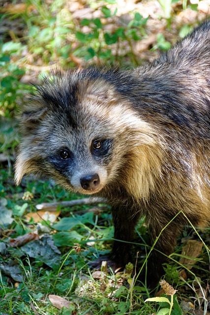 10+ Free Tanuki & Raccoon Dog Images - Pixabay