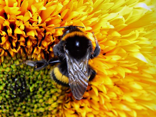400+ Free Bumble Bee & Bee Images - Pixabay