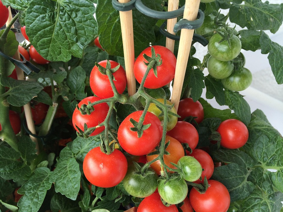 Vegetable Tomato - Free photo on Pixabay