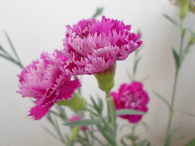 Clou De Girofle Fleur Œillet - Photo gratuite sur Pixabay - Pixabay