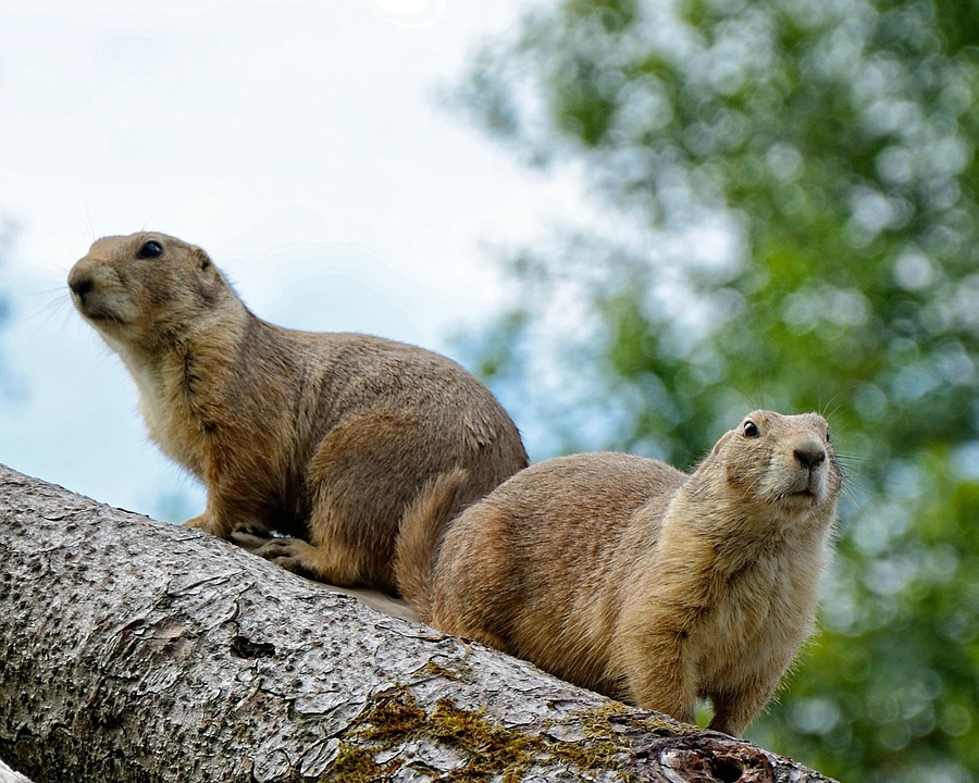 Marmota Ardilla Terrestre Munggen - Foto gratis en Pixabay - Pixabay