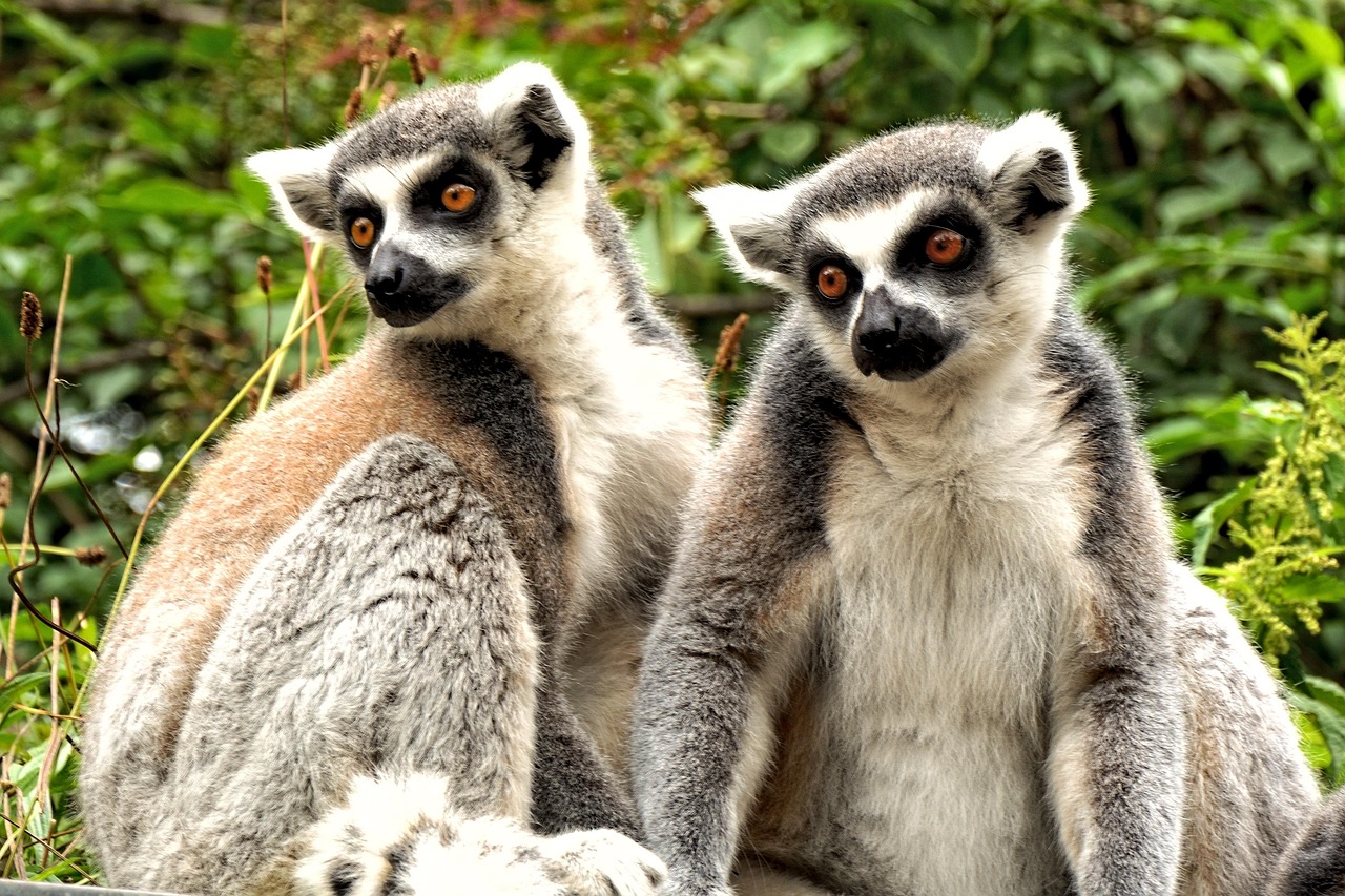 Ring Tailed Lemur Catta - Free photo on Pixabay - Pixabay