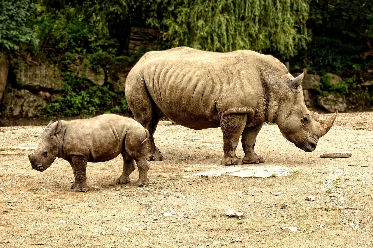 Rhinoceros Calf Cub - Free photo on Pixabay - Pixabay