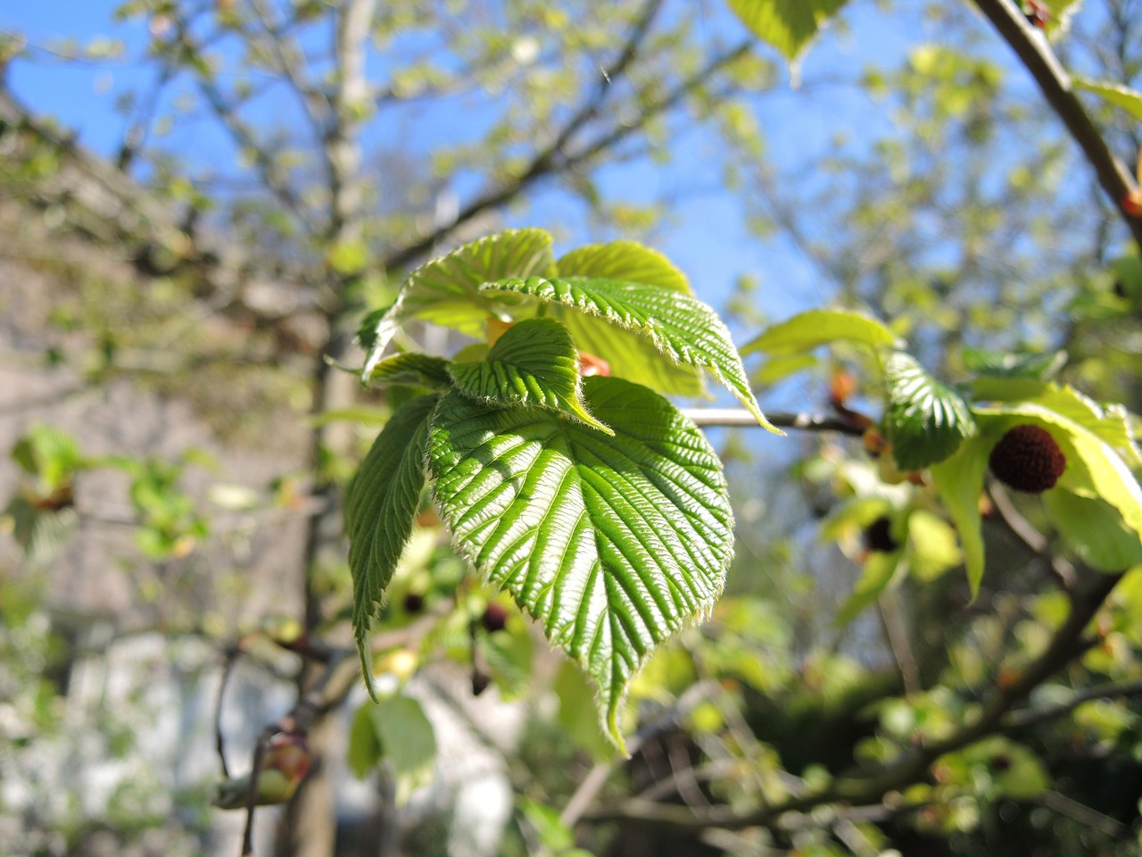 Davidia Involucrata Tree Nature - Free photo on Pixabay - Pixabay