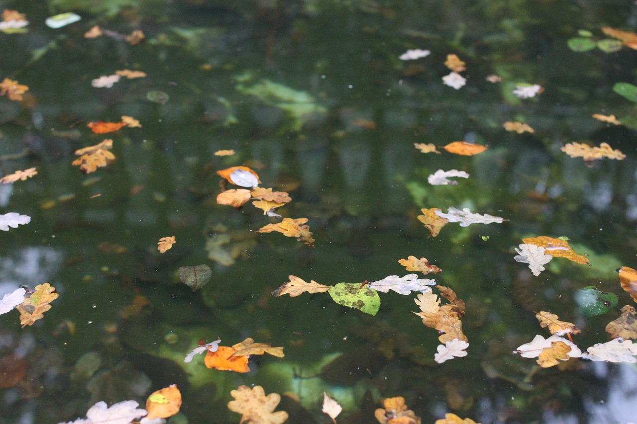 Leaves Pond Water - Free photo on Pixabay