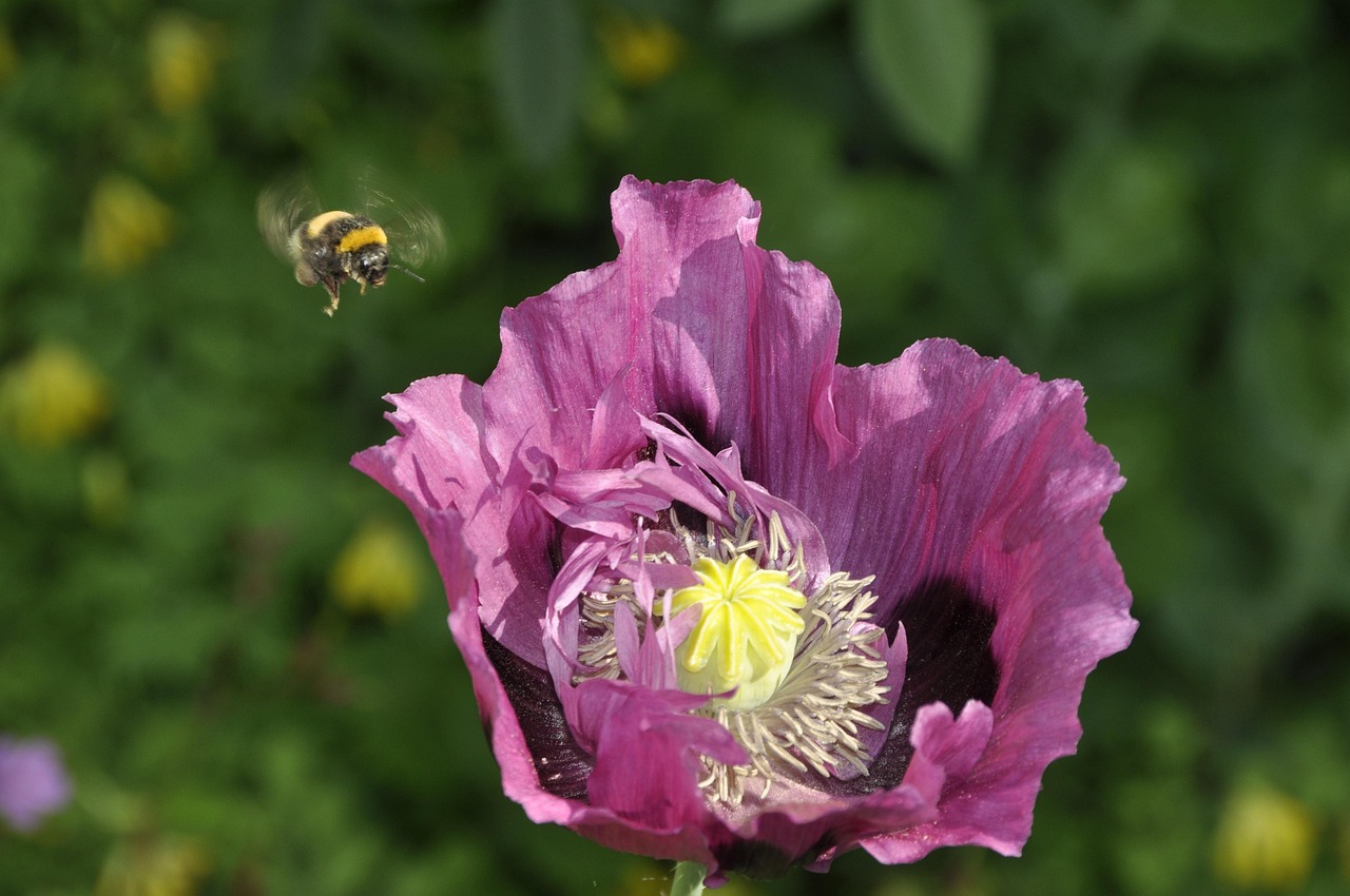 40,000+ Free Flying Bumblebee & Bumblebee Images - Pixabay