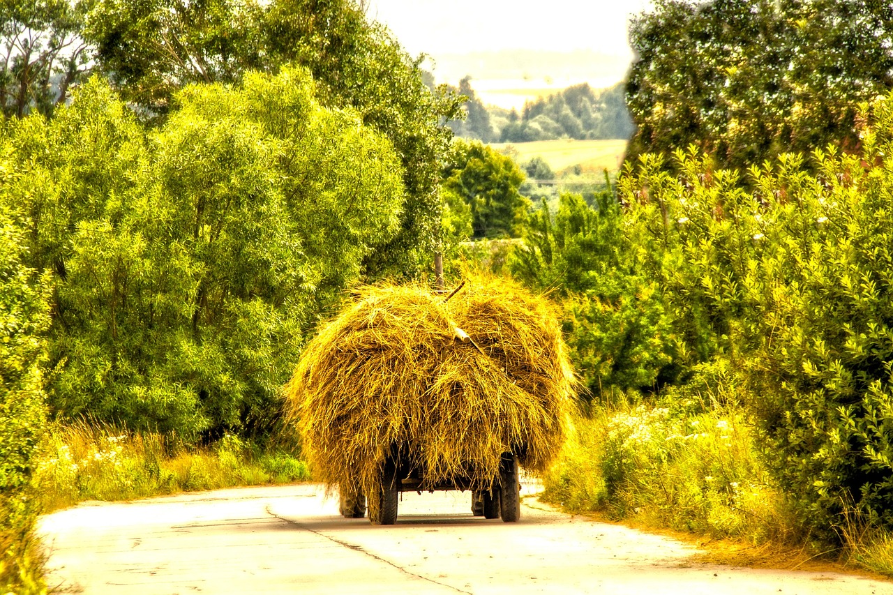 Cart Peasant - Free photo on Pixabay - Pixabay