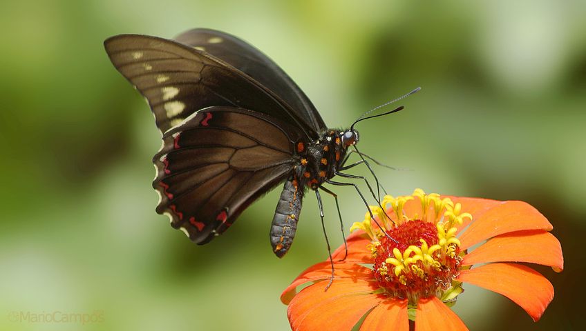 Más de 500 fotos de Mariposas Volando y Insecto gratis