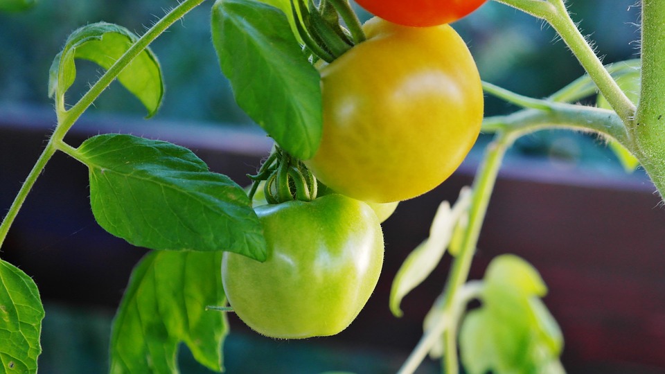 Vine Tomatoes Tomato Bush - Free photo on Pixabay - Pixabay