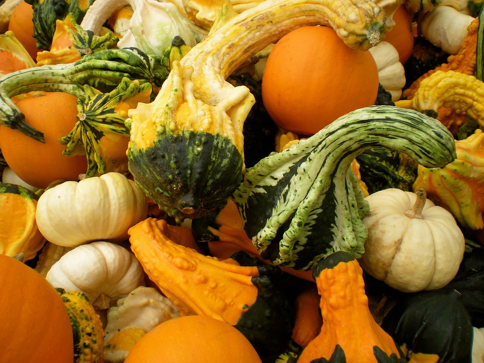 Squash Vegetables Food - Free photo on Pixabay - Pixabay