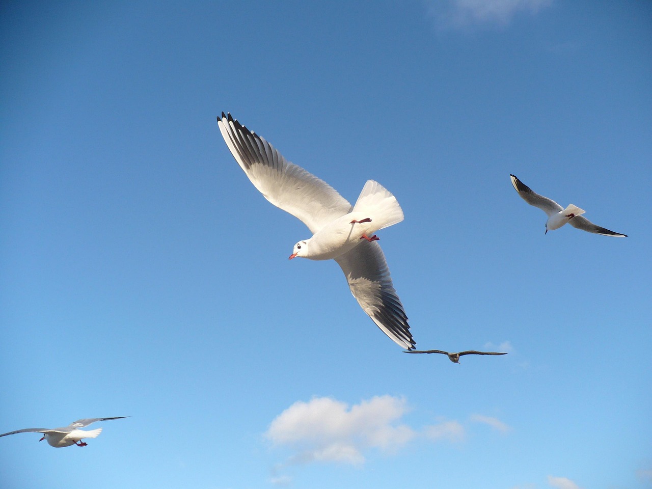 Mouettes Oiseaux Vol De - Photo gratuite sur Pixabay - Pixabay