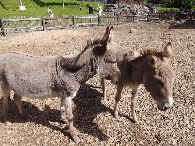 Âne Commun Animal Zoo Pour - Photo gratuite sur Pixabay