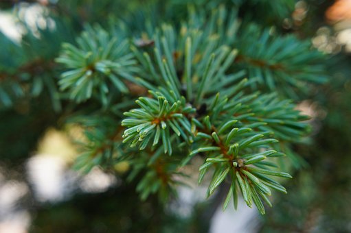 10+ Free Pine Bough & Bough Images - Pixabay