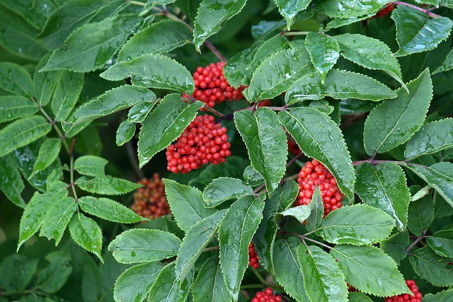 Red Berries Berry - Free photo on Pixabay - Pixabay