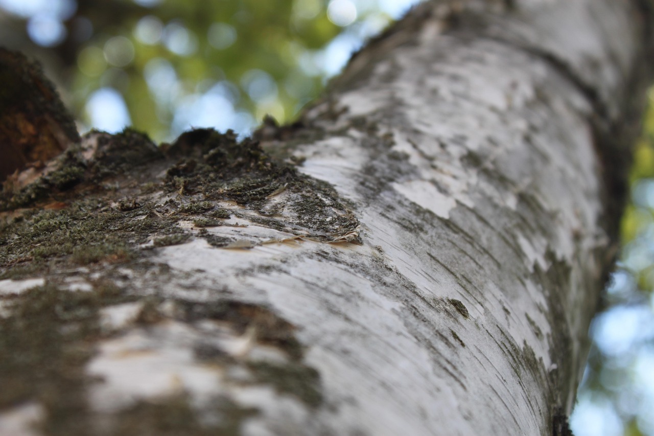Baum Holz Makro - Kostenloses Foto auf Pixabay - Pixabay