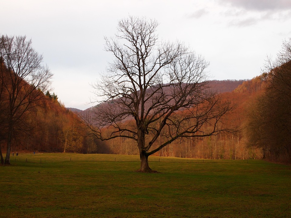 Baum Herbst · Kostenloses Foto auf Pixabay