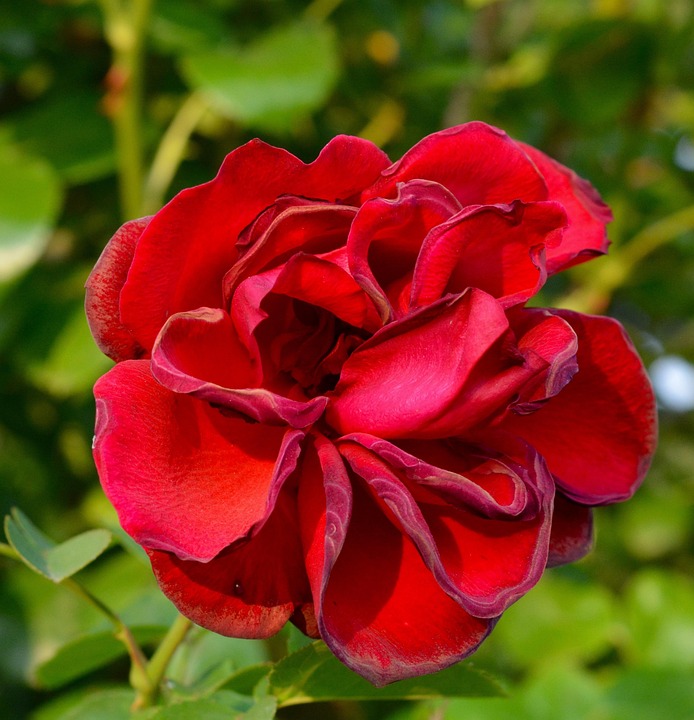 Rose Jardin Fleur - Photo gratuite sur Pixabay - Pixabay