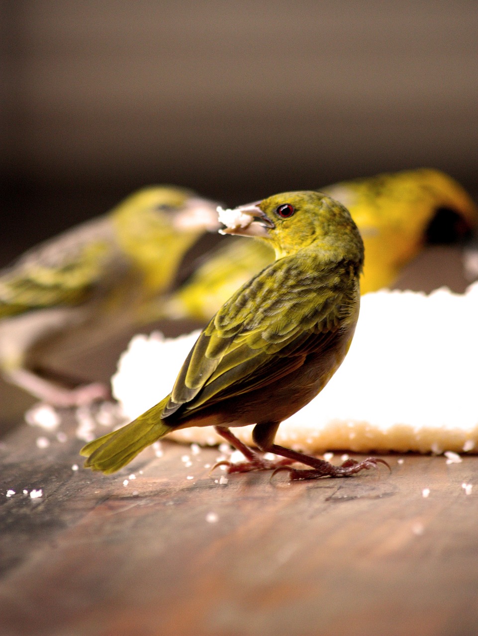 Bird Feeding Watching - Free photo on Pixabay - Pixabay