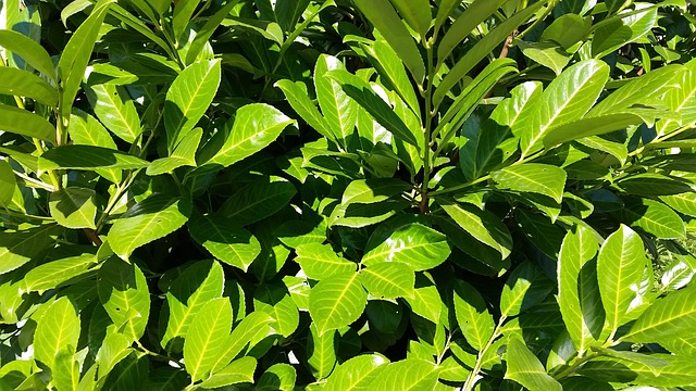 Buisson Vert La Nature - Photo gratuite sur Pixabay - Pixabay