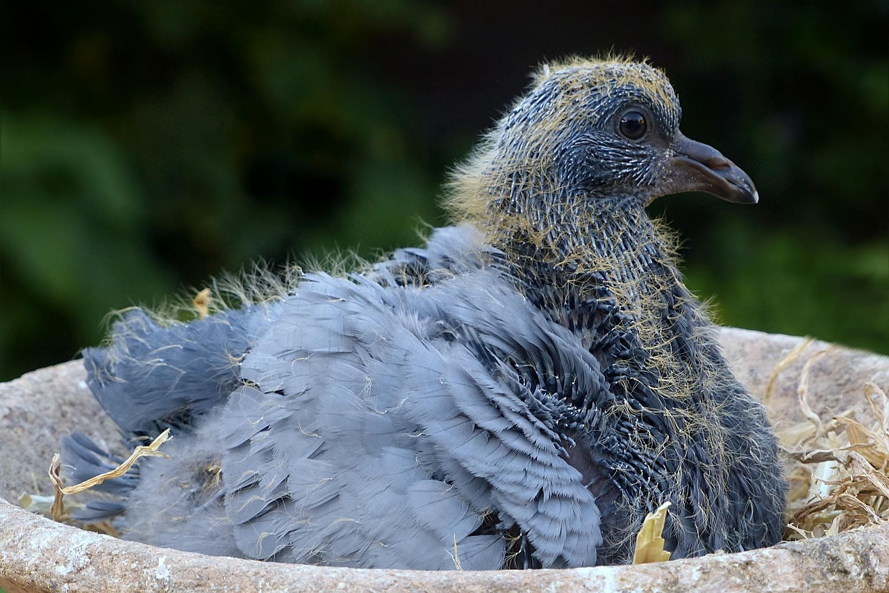 Animal Pomba Columba Pombo - Foto gratuita no Pixabay - Pixabay