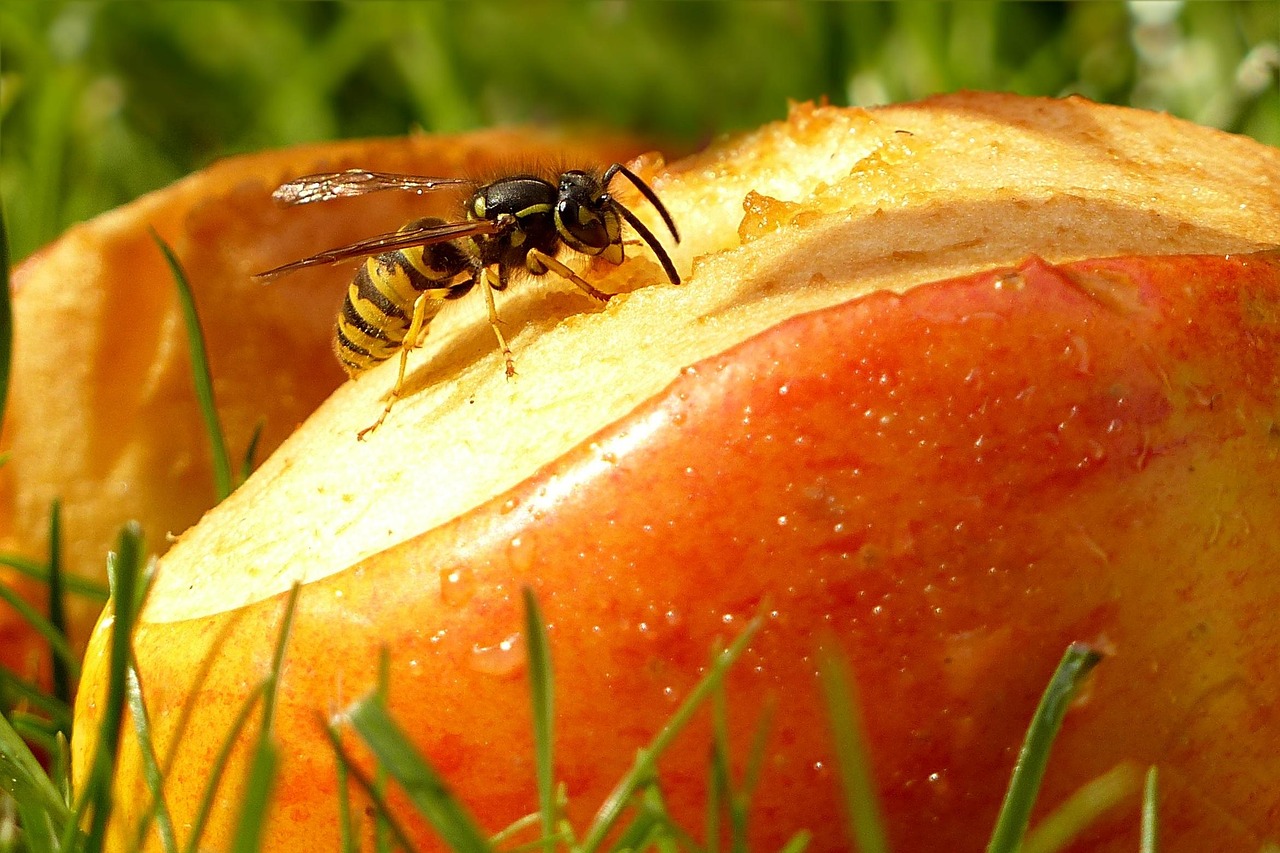Animal Insecto Avispa - Foto gratis en Pixabay - Pixabay
