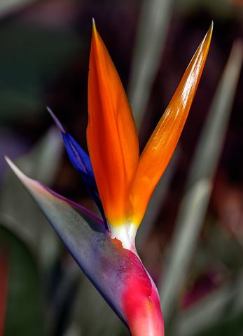 40+ Free Red Bird Of Paradise & Red Images - Pixabay