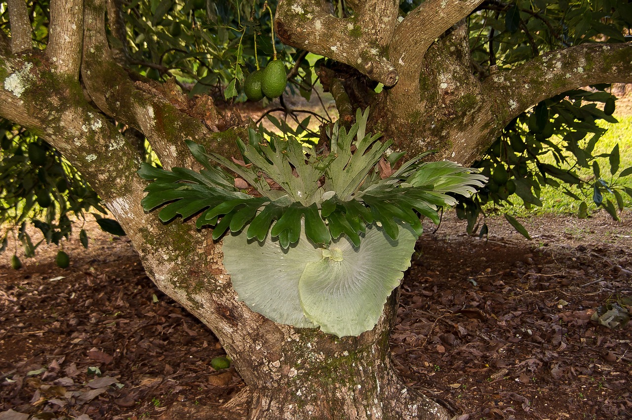 Elkhorn Fern Platycerium - Free photo on Pixabay - Pixabay