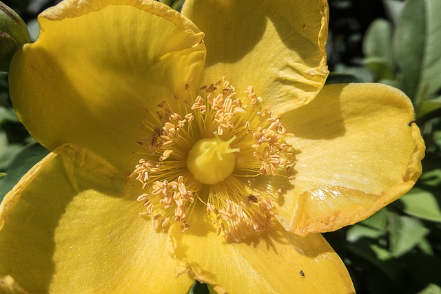 Bunga Kuning Benang Sari Serbuk - Foto gratis di Pixabay - Pixabay