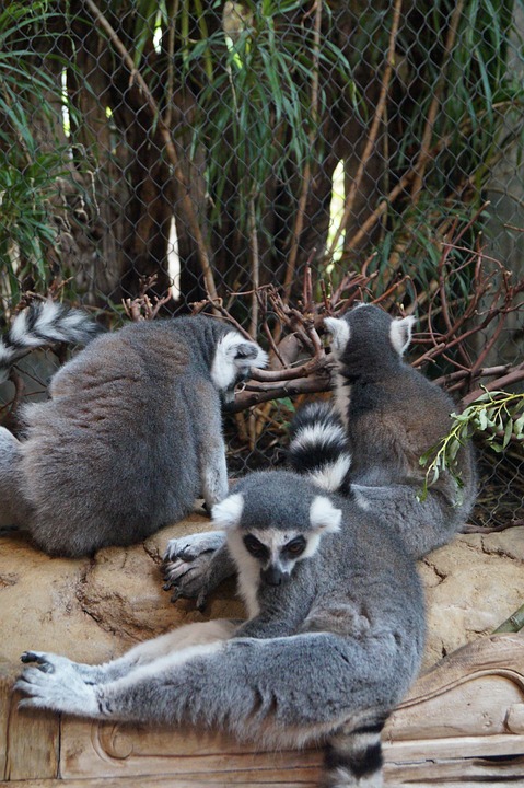 Animal Zoo Small - Free photo on Pixabay - Pixabay