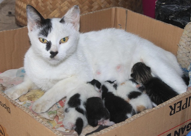 Cats Mom And Baby Family - Free photo on Pixabay - Pixabay